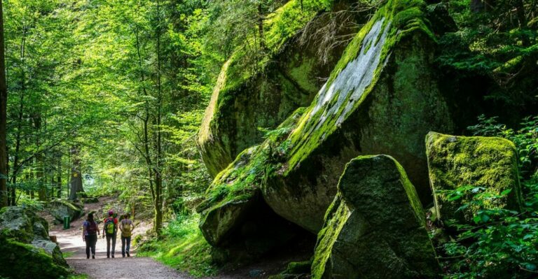 7 German forests you need to visit - Lingoda